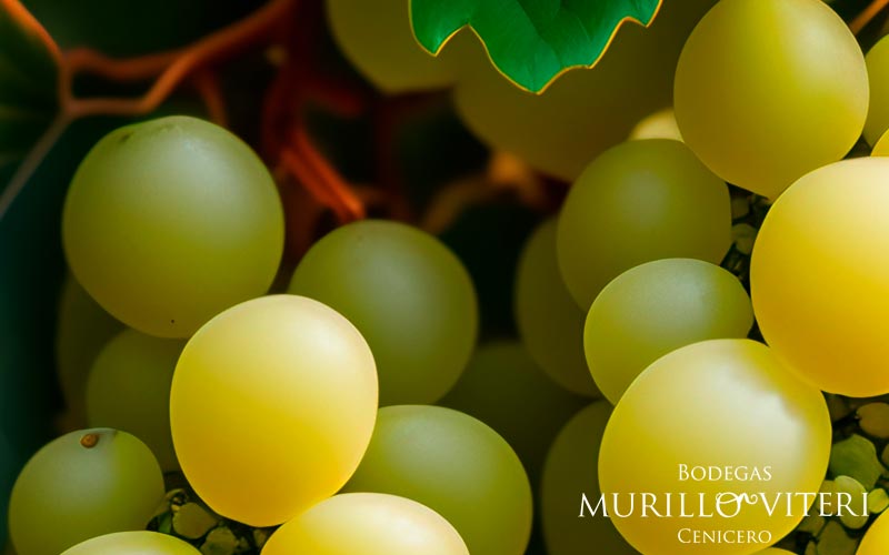 Tipos de cepas de uvas - Bodegas Murillo Viteri